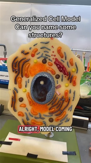 Professor Klein Anatomy on Instagram: "What’s inside a cell generally? Find out now! #anatomy #biology #bios #physiology #ohiouniversity"