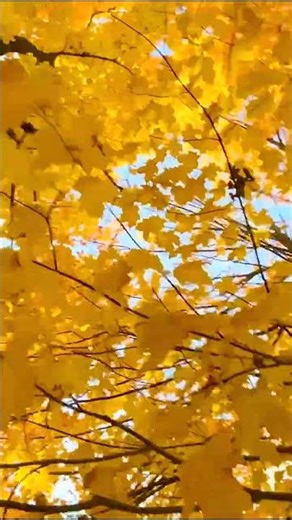 🌅 Stunning Views + Countdown to Fall 🍁 | How Many Days Left? #travel #lifeisbutadream #canadiancity