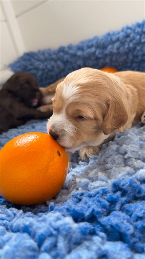 Oranges and lemons! We’re introducing the puppies to a range of novel objects to prepare them for the world outside the whelping box. They had a wonderful time before settling in to snooze. #confidentpuppy #mountainashlabradoodles #empoweredpuppy #labradoodle | Mountain Ash Labradoodles