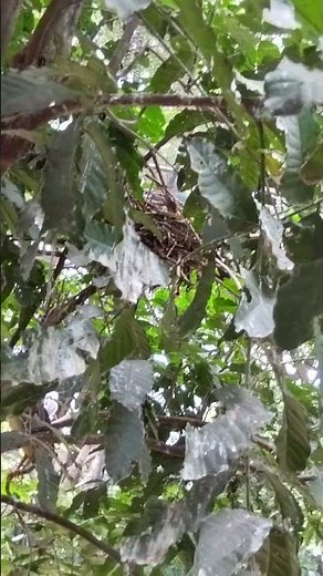 Mysore Zoo || Different types of Birds