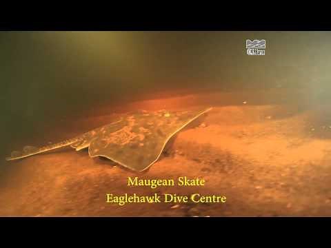 Maugean Skate (Zearaja maugeana) - an extremely rare fish endemic to Tasmania, Australia (A)