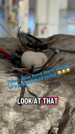 Understanding Baby Pigeon Behavior and Social Interactions