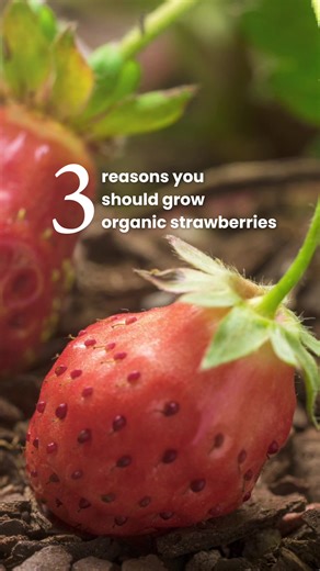 Growing your own organic strawberries = sweeter flavor, cleaner fruit, and the amazing feeling of eating something you grew yourself. 🍓🌿 Tap the link in our bio to pre-order strawberry plants for spring. #strawberryplant #fruitgardening #gardening101 #gardeningtiktok #fastgrowingtrees
