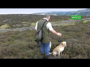 Labrador gun dog training
