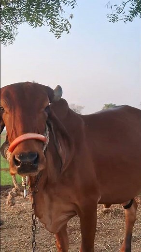 Ultimate Guide to Cow Farming: Tips & Techniques