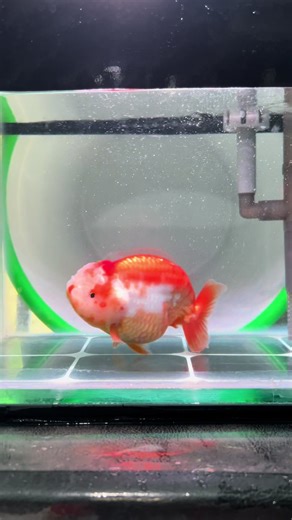 Stunning Ranchu Goldfish Varieties You Must See
