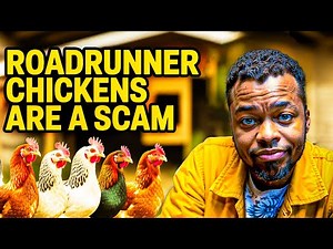 The Roadrunner Chicken Scam Destroying Zimbabwe Farmers