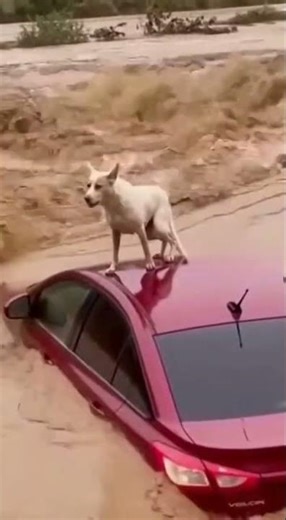 SWALLOWED BY THE VORTEX Dog Sucked Into GIANT Tornado as Owner Rushes Out Tragic CCTV