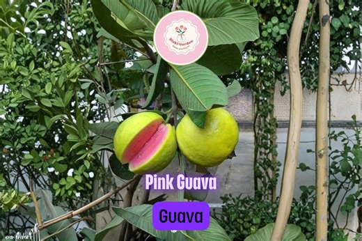 Pink Guava Tree – Live Plant in 1-gallon Pot – Well-rooted Tropical Fruit Tree Ready to Grow – Hardy & Productive - Etsy