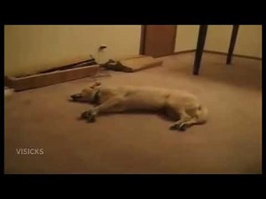 Run meme compilation - the sleeprunning dog