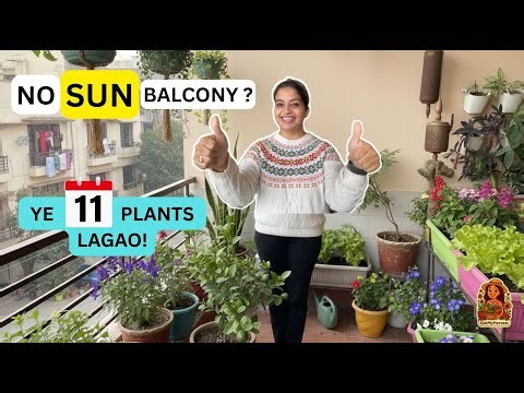 धूप नहीं है? Yeh 11 Best SHADE PLANTS Lagao Balcony Mein!
