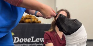 DoveLewis offering pet first aid class