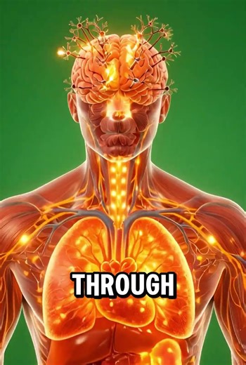 What happens when you eat a Big Mac Burger? #food #whathappenswhen #anatomy #kidsshorts