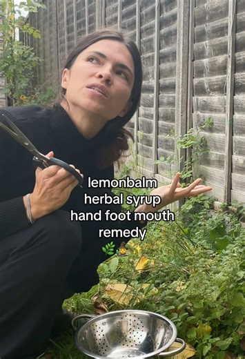 simple diy herbal syrup for colds & viruses and sore throats. lemon balm, mint and lavender work together to soothe the tissues and nervous system, help your body fight the virus, along with soothing raw honey 🍯 . We’ll also just put this syrup in our herbal tea for a delicious addition! #herbalism #homeremedy #handfootandmouthdisease #fluseason #herbalmedicine