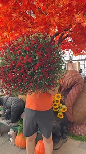 1.7K views · 27 reactions | Guys! These mums are ginaminasourus, or whatever you say. We just received some HUGE mums. Come in today to get yours. Supplies are limited #yqrsmallbusinesses #yqr #fall #mum #yqrplantjunkies | Dutch Growers | Facebook