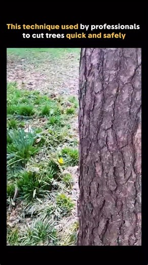 @future.explanation | At First Glance, It Looks Like A Windblown Tree Frozen Mid-Fall. In Reality, It Is A Live Demonstration Of Stored Mechanical Energy. When... | Instagram