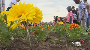 The Marigold Project ‘just keeps growing’: founder Barry Ogden
