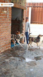 1.4K reactions · 28 shares | Stray dogs deserve a life of safety and love. Earthlings Trust, an NGO rescuing 800-1000 dogs annually since 2018, is building a permanent 12,000 sq. yard sanctuary for stray dogs near Chandigarh. A flood wiped out their previous shelter, but with your help, they can create a haven with warm beds, good food, medical care, and love. Let’s ensure no dog suffers again. Donate now. Donate Here: https://www.donatekart.com/jPclqQgu | Donatekart | Facebook