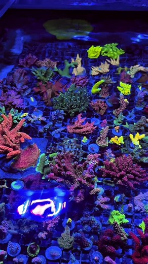 252 reactions · 5 comments | System 1 Top-View | Leonardo's Reef Laboratories | Facebook