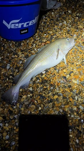 Cod fishing on Chesil 🎣 Cod are a cold water species that traditionally showed on beaches like Chesil Beach during late autumn and winter, especially after rough weather. They favour coloured water, strong tides, and seabed features that concentrate food such as gullies and scoured ground. Unfortunately, in recent years cod fishing on Chesil has steadily declined. Catches are far less consistent than they once were, likely due to a combination of overfishing and rising sea temperatures pushing