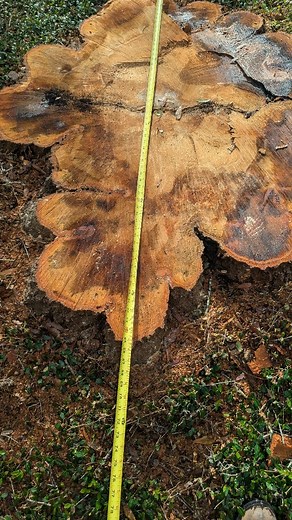 37 reactions | Big time fun today. 1 hour compressed to 15 seconds. And he cleaned up after himself like an adult? Let's go! #blufftonsc #crab #stumpgrinding #lowcountry #veteranowned #hiltonheadsc #clean #bluffton #lowcountryliving | Southern Crab Stump Grinding | Facebook