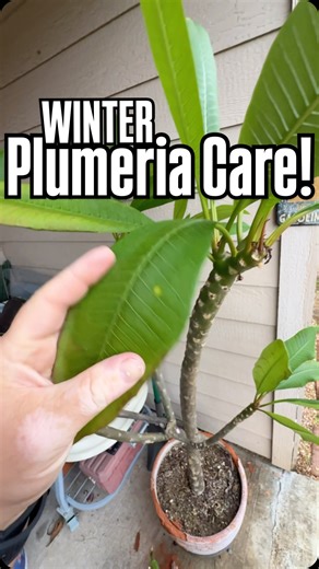 Destin Noak on Instagram: "Simple Tips to Protect Your Plumerias!"