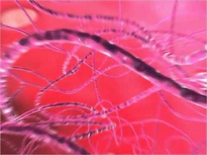 Packaging of a DNA Helix - Class 12