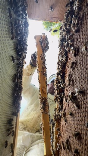 Remix from August 2025 🐝🐝 Bee View 🐝🐝 | Highlands Honey