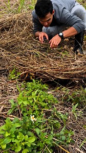 217K views · 811 reactions | Snakehead fish are really very aggressive | Mel Olivares | Facebook