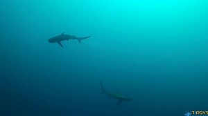1.1K views · 27 reactions | Watch a pair of Caribbean Reef Sharks hunting in the depth. Spectacular at full speed, but even more amazing in slow motion. | Triton's Realm | Facebook