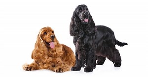 English Cocker Spaniel dog breed: Price, colours, puppies, lifespan