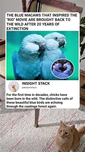 What started as a movie about extinction has become a real-life story of conservation hope. 🌿