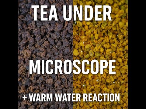 Tea Leaves Under Microscope + Warm Water Reaction