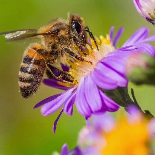 🐝 Up-Close Bee Pollination! | Nature’s Tiny Garden Heroes in Action 🌸