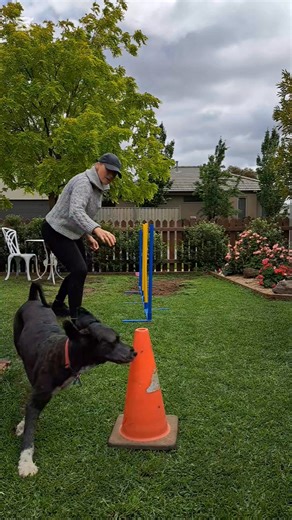 Trying to build more drive and speed by sending around the cone first. There is a bowl at the end that I ut some raw mince in if all weaves are completed correctly. If the entry is wrong or weaves are missed, no reward, repeat until correct. | Little Paws Dog Academy | Facebook