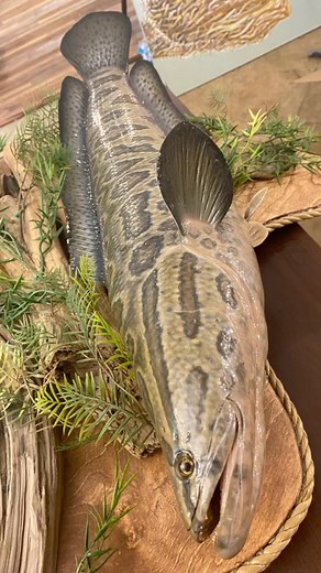 Amazing work 🏹🐟 @southern_scales_fish_taxidermy • This one is getting boxed up this week to go home to North Carolina. A goldfish/northern snakehead chase scene. #snakehead #goldfish #bowfishing #bowfishingzone #fishing #roughfish #bowfishinglife #fishmount #fishreplica #fishtaxidermy #baa | Bowfishingzone