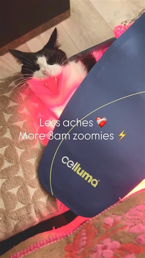 POV: your cat’s not fluffing around this National Cat Day. They know red blue LED hits different. ✨ Pain relief. Inflammation down. Vibes up —glow like your cat. #NationalCatDay #Celluma | Celluma Light Therapy