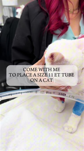 A DAY IN A LIFE AS A VETERINARY NURSE IN 50 SECONDS - today we had 2 neuters ( siblings ) each neuter took less than 5 minutes OMG 🥳 i pre med both the cats before placing an ivc, i set up for surgery, we monitored & hooked up patient to leads & machine, laser, extubate, n/t & a/g, mc, transfer - i used a different t port on the first patient FUNNNNN DAY 🙊🏩🐾