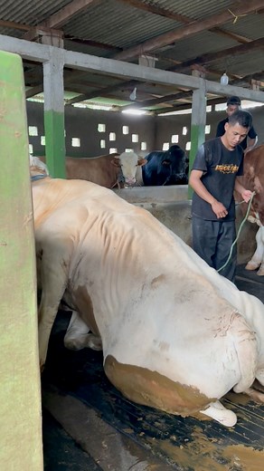 10K views · 56 reactions | Sapi unik #sapi #cow #bull | Revan Dolan Kandang | Facebook