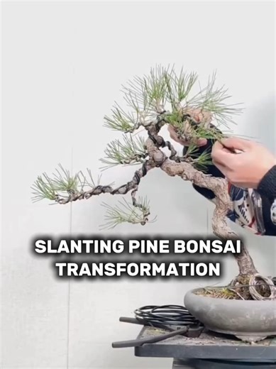 Transforming a Slanting Pine Bonsai