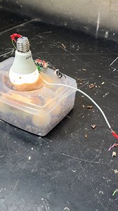 Egg hatching in mini egg incubator | Mian Inventions