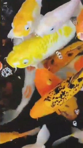 Fish Leaping High Above the Water