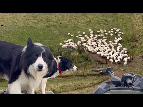 Two amazing sheepdogs herding sheep in tricky situation