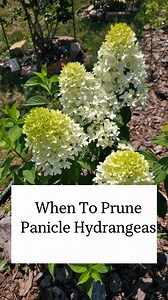 Limelight, Pinky Winky, Bobo, Vanilla Strawberry, Quickfire…. I’m talking about you today! Pruning panicle hydrangeas (Hydrangea paniculata) is pretty easy since they bloom on new wood. The ideal time is late winter to early spring, just before or as new growth emerges, allowing you to shape the plant for stronger stems and more impressive blooms. For best results, cut back stems by about one-third of their height, removing thin or weak growth along the way. Make clean cuts about 1/4 inch above 