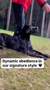 13K views · 16K reactions | Want great obedience and reaction times? Make sure they love your training first! And for people who watched closely, the focus on me was just two seconds vs the focus on his actual reward. Great obedience and control is not demanded, it’s given by your dog. #stsk9 #labrador #dogsofinstagram | STS K9 - Nino Drowaert | Facebook