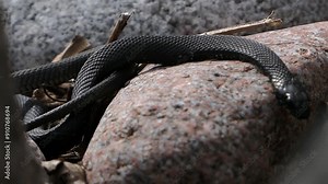 Two grass snakes slithering on rock next to each other in spring, snakes mating in spring