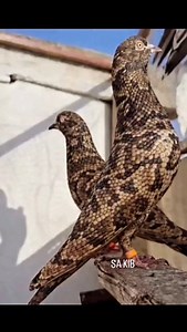 😱100k target🎯 #newyear #camping #winterseason#philanthropy tuesday holidaygreetings canada generosity holidaygreeting donation ontario | SA Kib