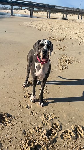 Sometimes it’s hard to see where the ball lands!!! #danerubyrose #beach #playtime | DebNoel Oliver