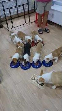 목욕하고 푹 자고 일어난 코기들 아침먹방 ☀️🍽️| Bath Day → Morning Mukbang #아기코기 #강아지 #corgi#강아지먹방 #doglife #dogsnack