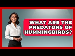 What Are The Predators Of Hummingbirds? - Bird Watching Diaries